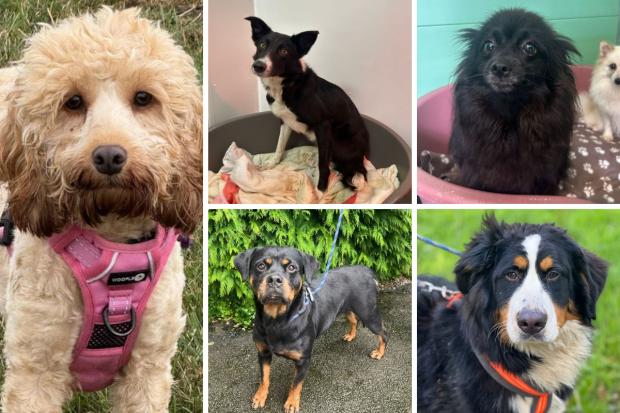 Five dogs looking for their forever home from Many Tears Rescue