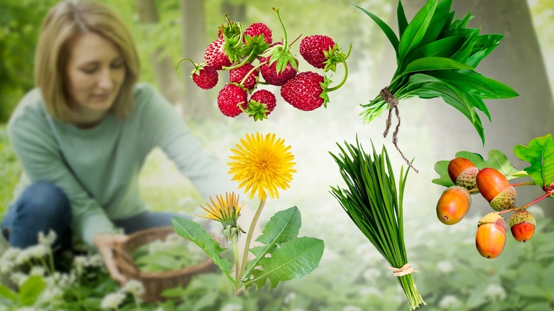 20 Edible Plants You Can Forage