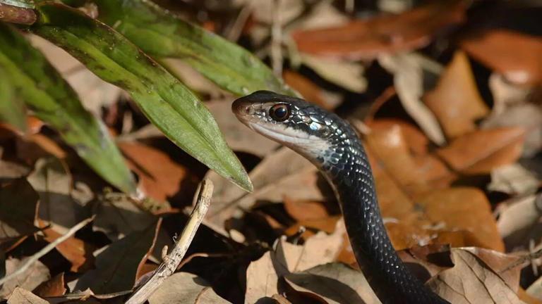 Meet Rhode Island’s largest snake: The non-venomous giant that grows ...