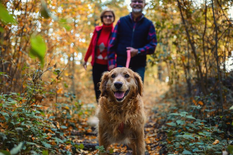Vet issues urgent warning to dog owners about hidden autumn dangers