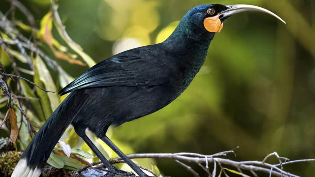 20 Bird Species That Disappeared Forever
