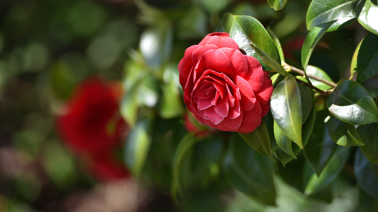 This Beautiful Flower Is One Of The Rarest In The World, But Can You ...