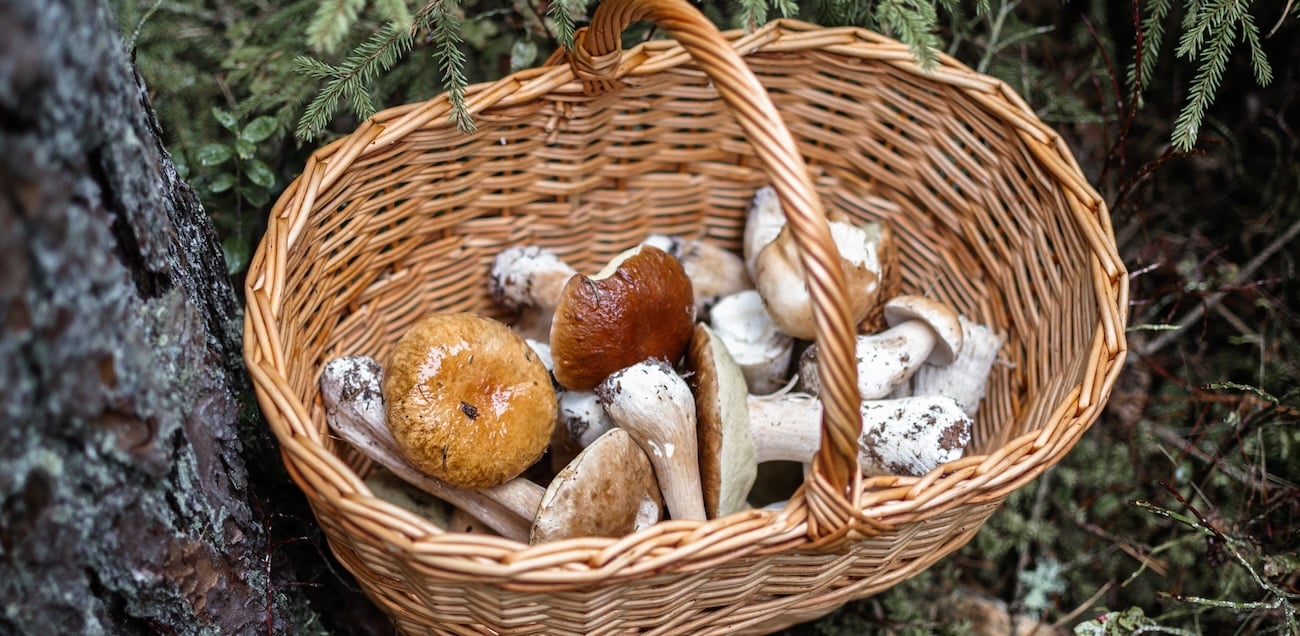 Cueillette de champignons : plus de 500 intoxications graves depuis ...