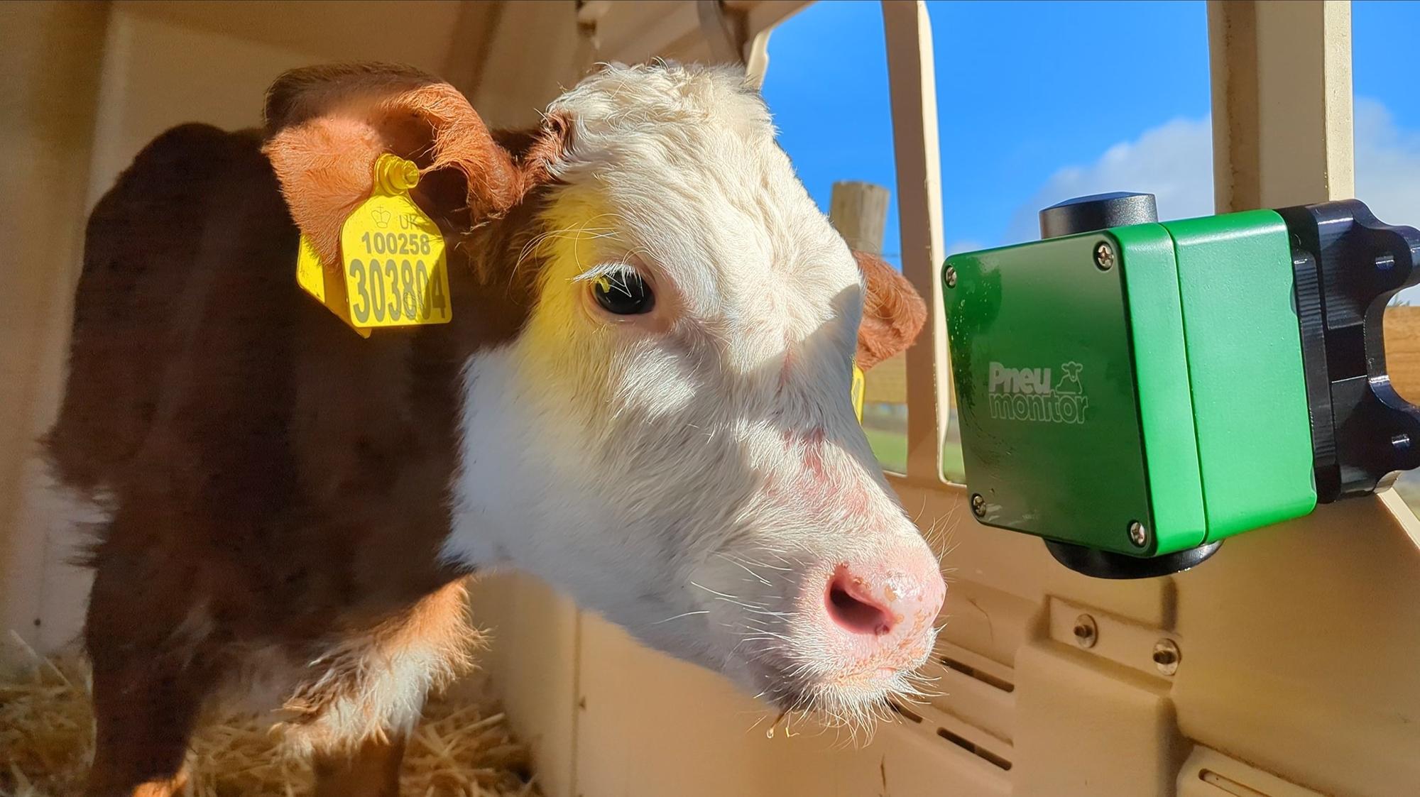 Innovative sensor to help tackle pneumonia in dairy calves