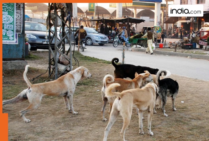 This animal’s saliva kills 1,000 people in this Muslim country every ...