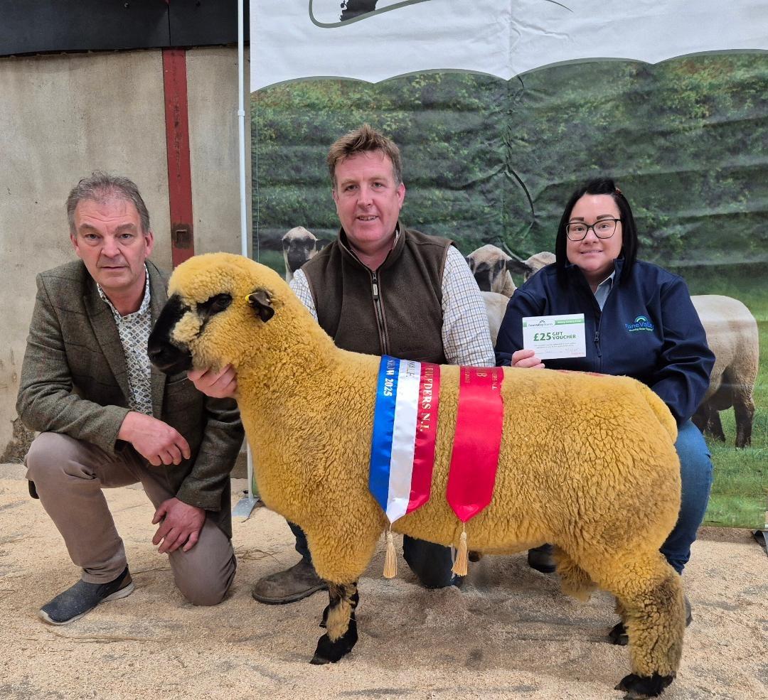 Demand for Hampshire Downs continue to grow