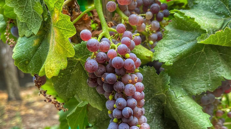 No Yard Needed: 15 Fast-Growing Fruits Urban Gardeners Can Grow Easily ...