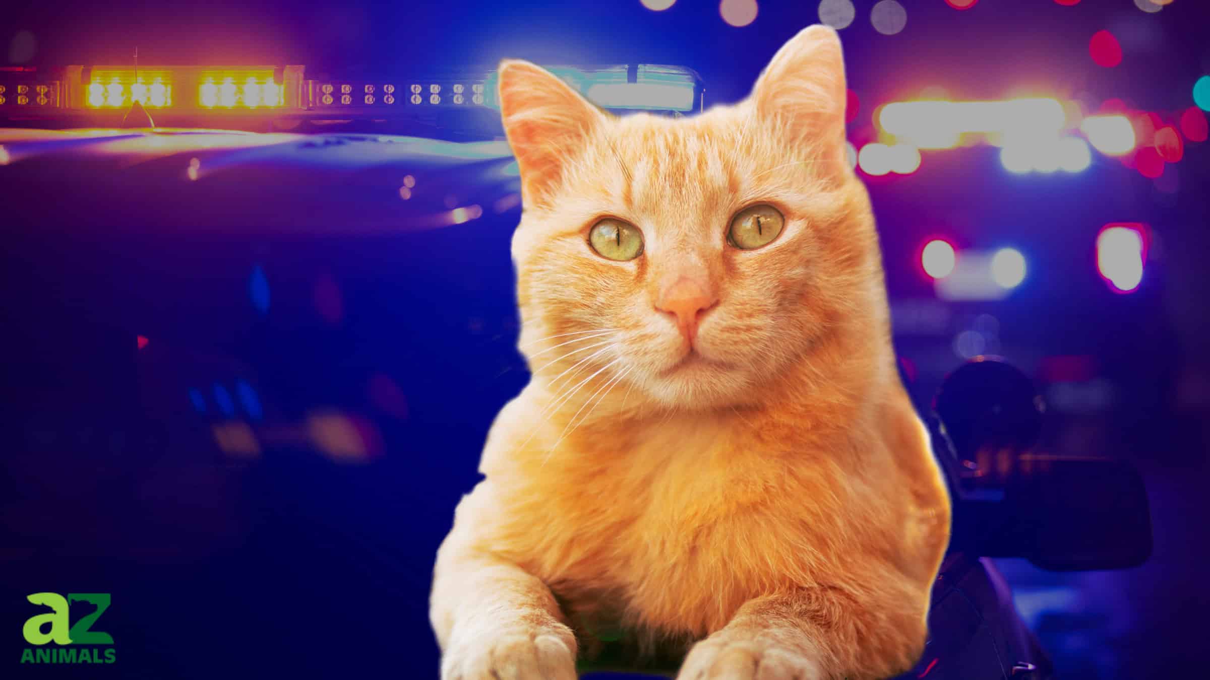 The Heroic Cat That ‘Called 911’ to Help His Owner