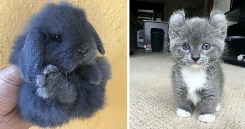 32 Itty Bitty Cute Baby Animals To Bring A Smile To Your Face ...