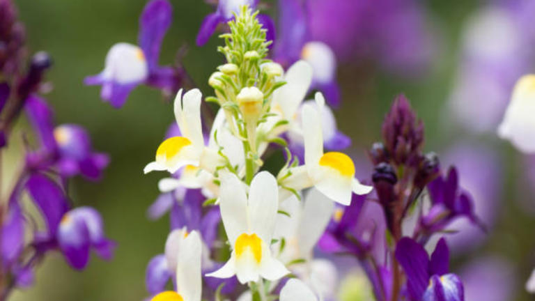 Linaria: usi, caratteristiche e proprietà di questa pianta da fiore