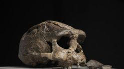 Kembalinya 'Manusia Jawa': Belanda Akan Serahkan 30 Ribu Artefak dan ...