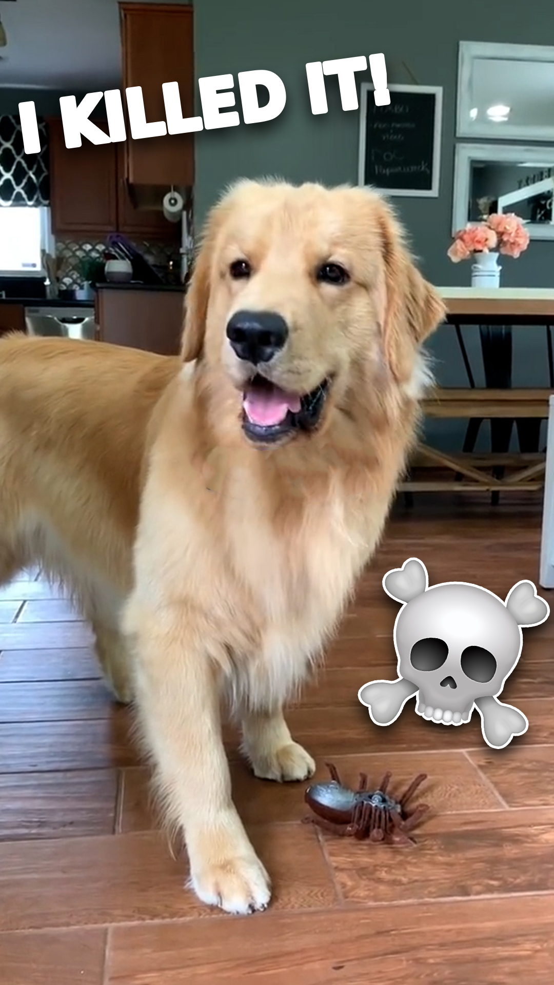 Dog Pretends to Get His Way