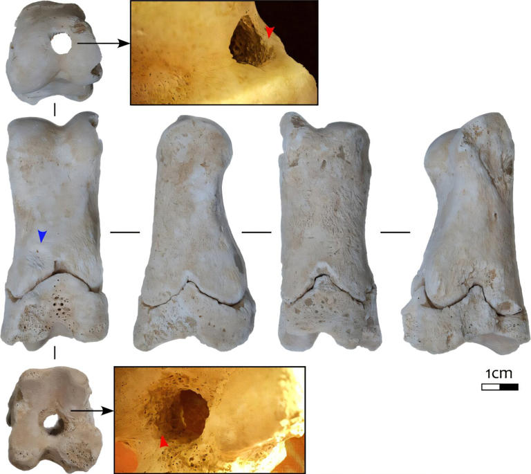 3,300 year-old Egyptian bone whistle discovered at 18th Dynasty city of ...