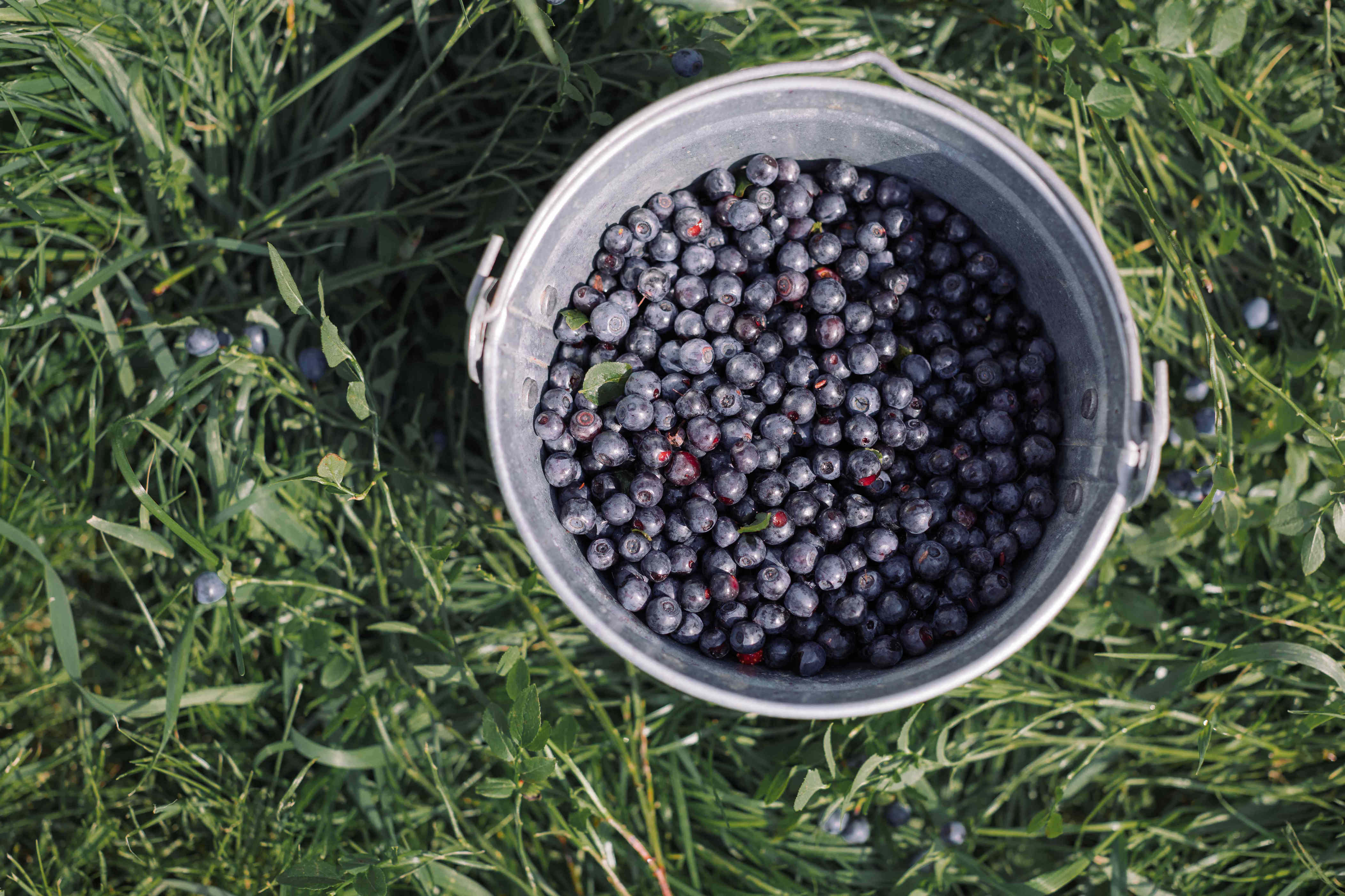 Wild Blueberries Pack More Than Flavor—Here's What Sets Them Apart From ...