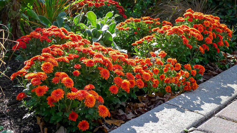 How To Pick The Best Mum Variety To Plant In Your Fall Garden