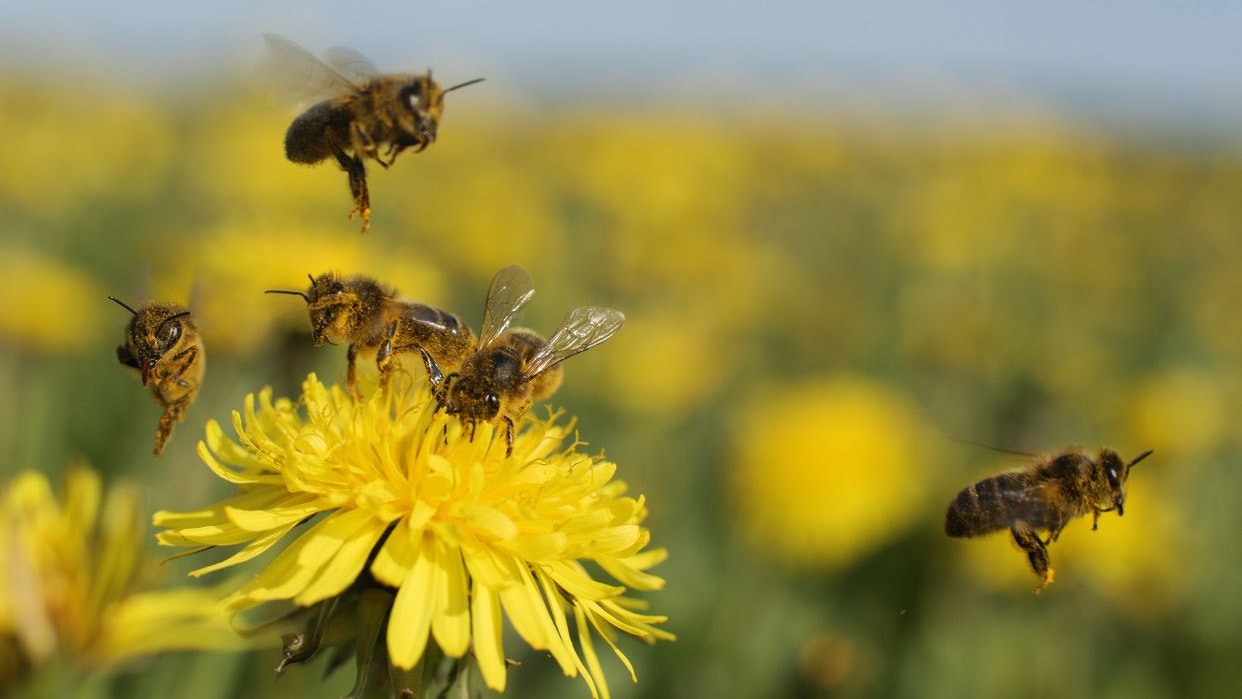 Hurra! Unsere Bienen haben den Winter gut überstanden