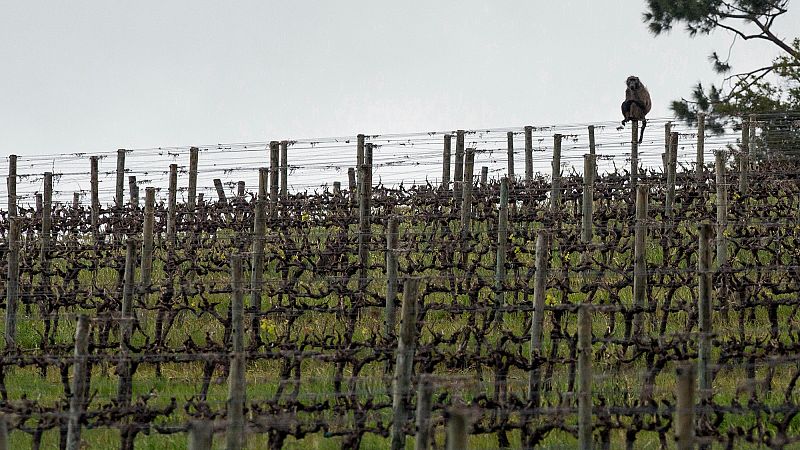 How a South African vineyard is making better wine thanks to cattle and ...