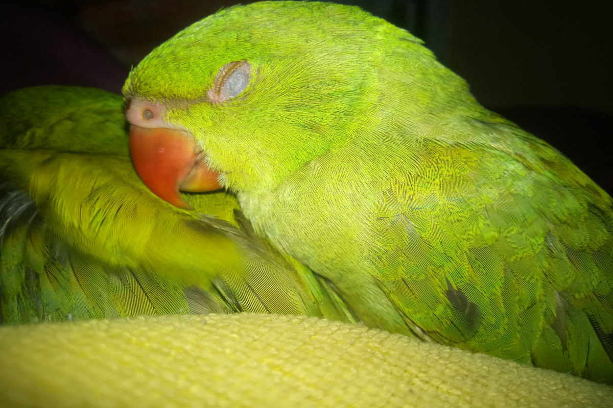 Baby Parrot Sweetly Talking in His Sleep Is the Stuff Dreams Are Made Of