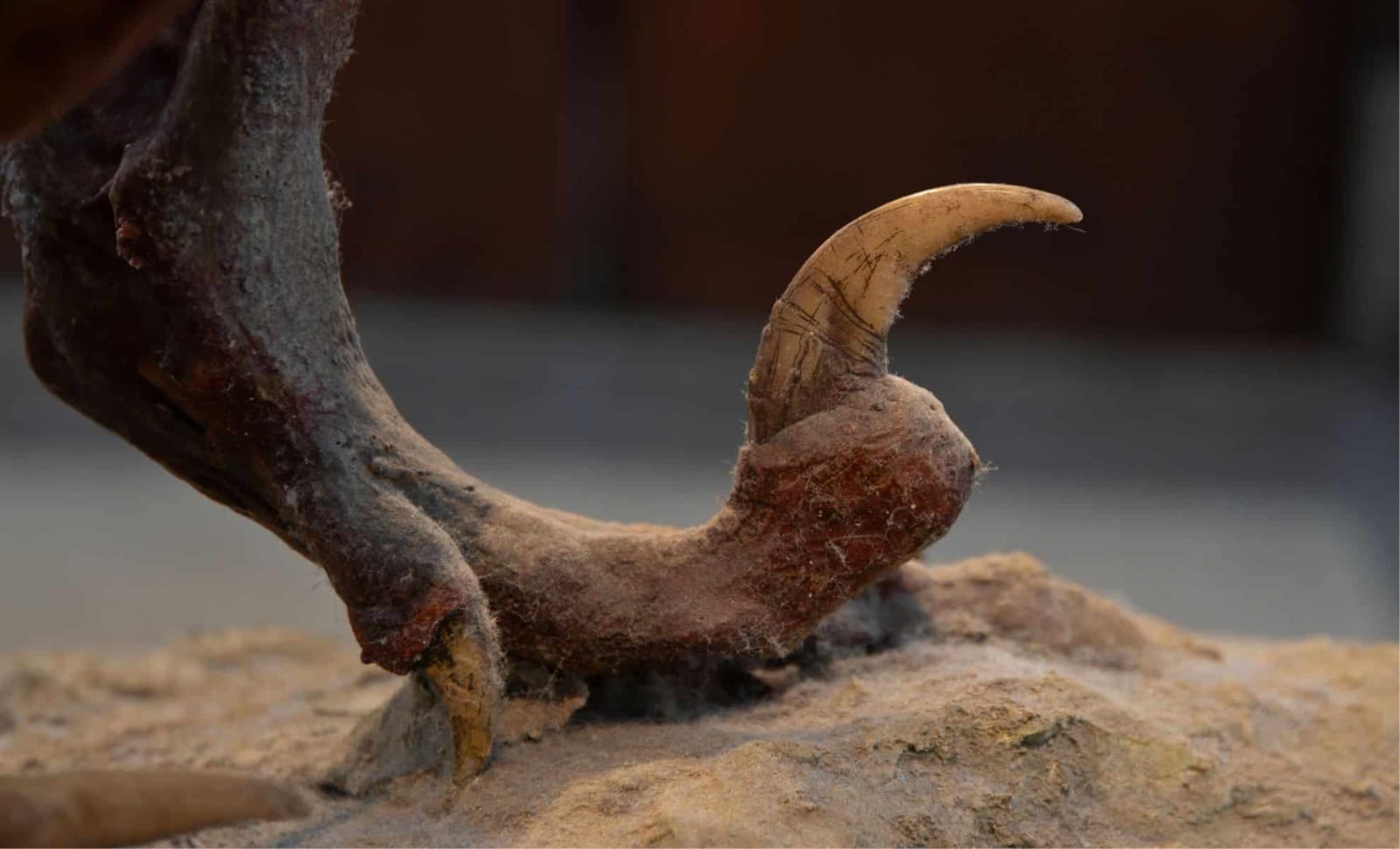 Scientists Stunned By a Dinosaur With Blade-Like Claws and a Crocodile ...