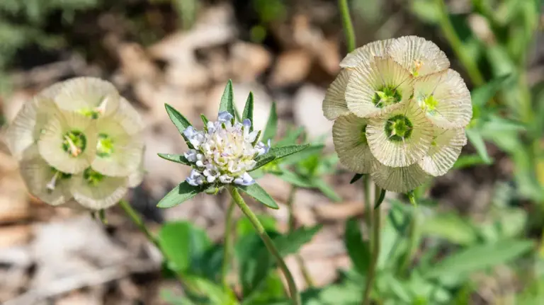 Nejlevnější dekorace z vlastní zahrady: Letnička, která se mění v ...