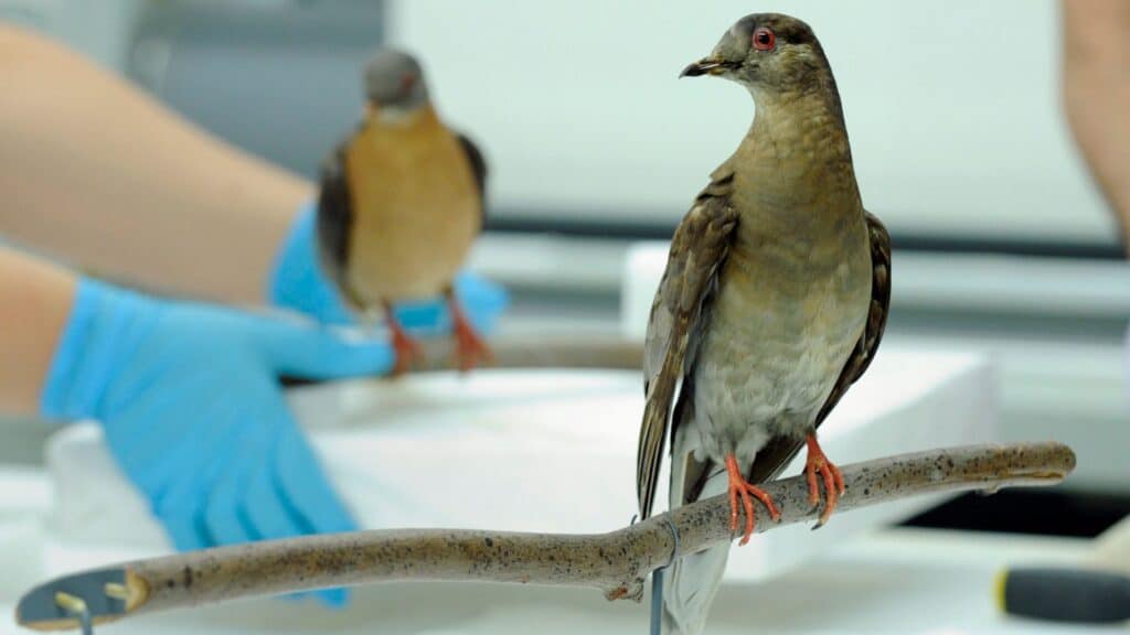 20 Bird Species That Disappeared Forever