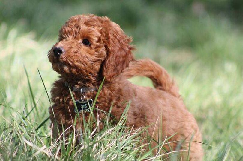 'I'm a dog trainer and say six breeds should be avoided by first-time ...