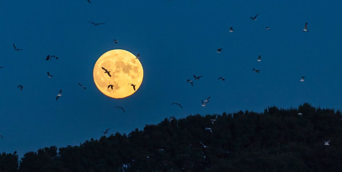 A Massive Bird Migration Is Happening While You Sleep. Here’s How to ...