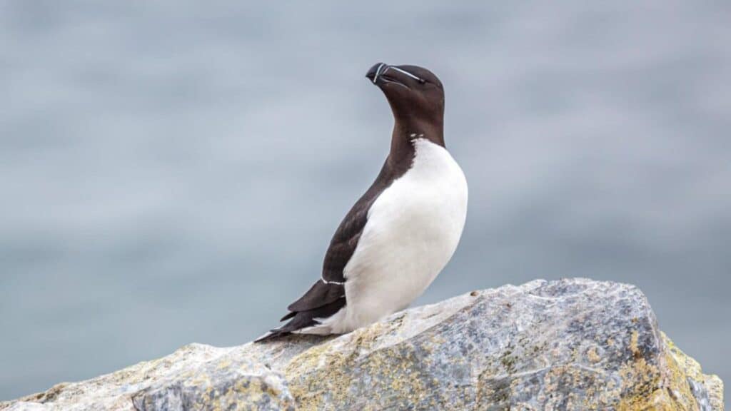 20 Bird Species That Disappeared Forever