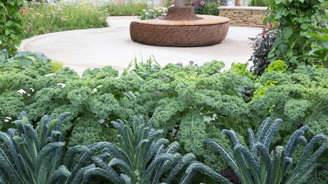 As a kitchen gardener, I grow crops year-round – here are my picks for ...