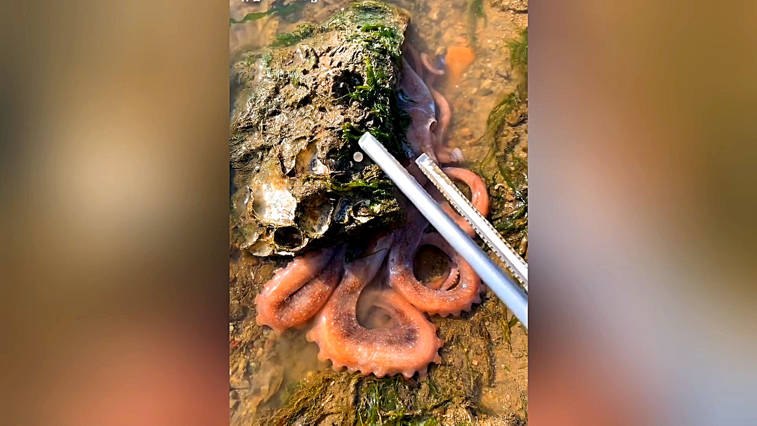 Cute Octopus Tries to Hide Under a Rock to Avoid Being Caught