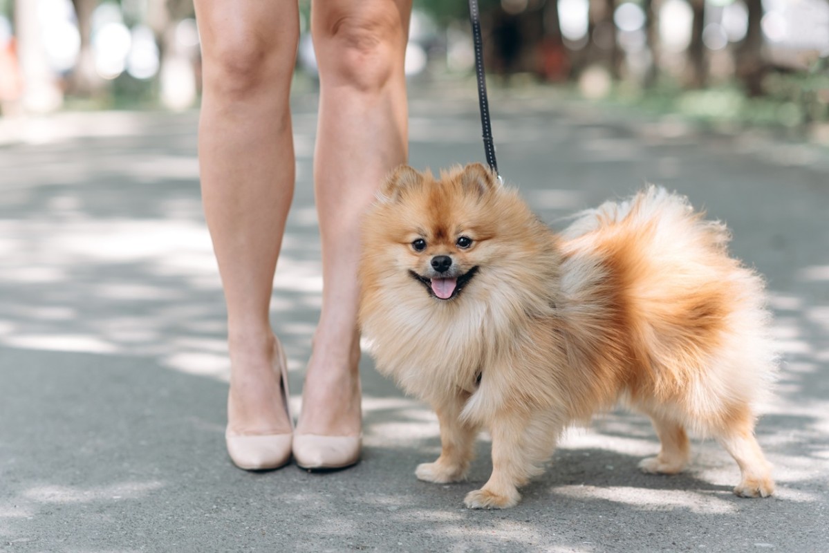 7 Double-Coated Dogs That'll Stay by Your Side, Say Experts