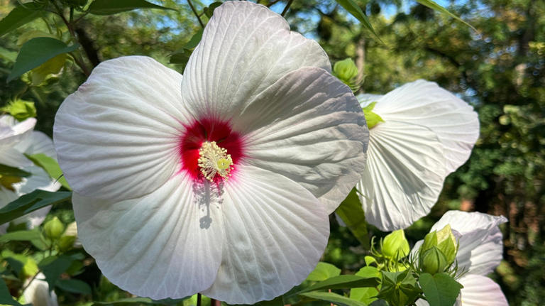 Should You Prune Hibiscus In The Fall? What We Recommend For A Healthy ...