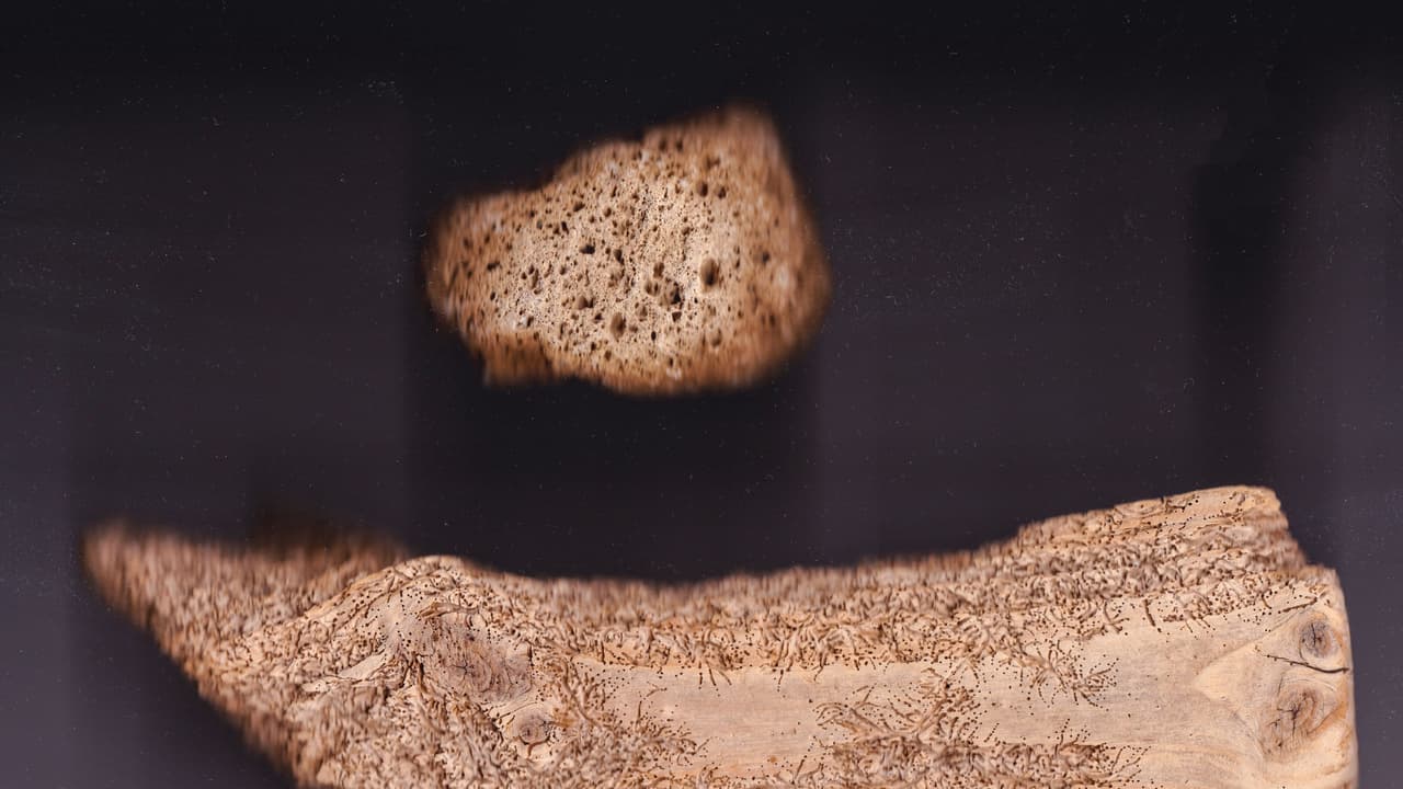 Rare 296-Million-Year-Old Fossil Reveals Hidden Spores and Ancient ...