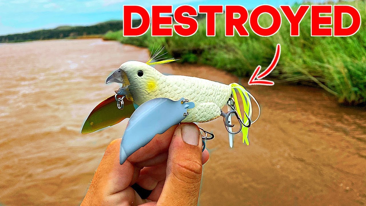 Explosive topwater bites from the river’s most savage fish