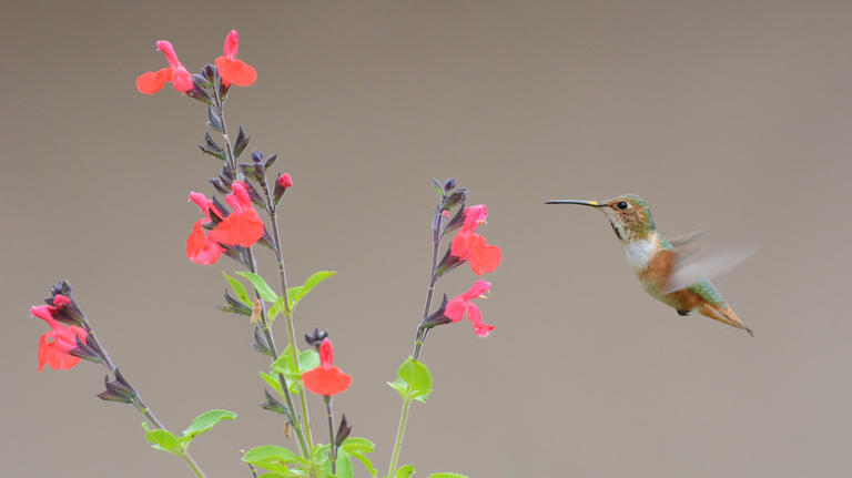 How Your Texas Garden Can Help Hummingbirds Finish The Last Leg Of ...