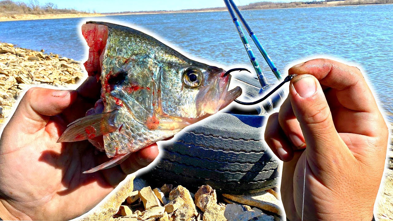 New personal best bank fishing using giant cut bait
