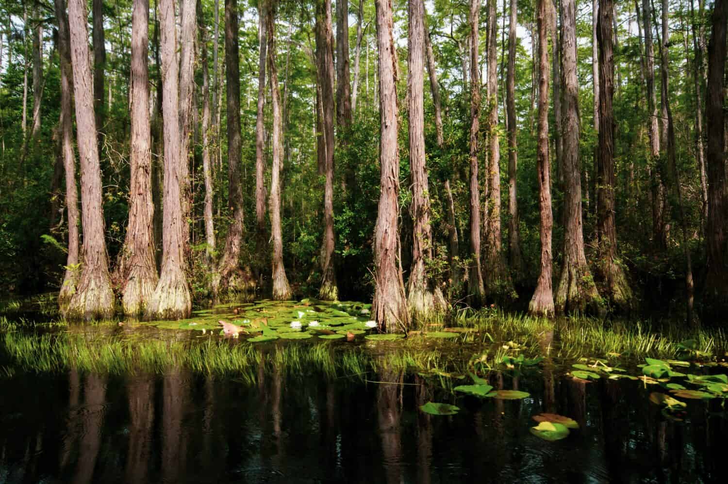 Vintage 1930’s Video Shows the Difficulty of Logging in the Everglades