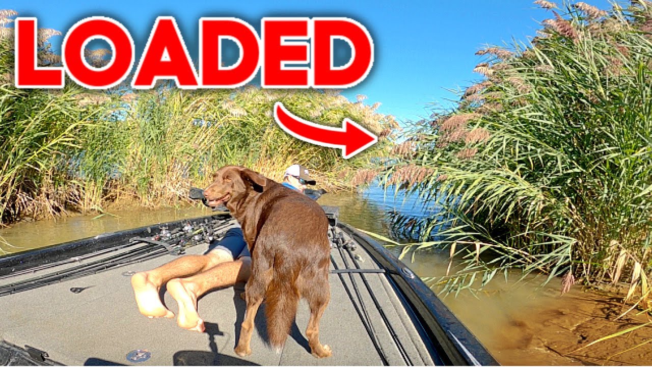 Catching fish on every cast in ultra-shallow backwater