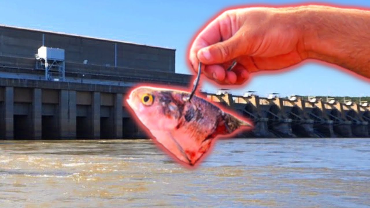 River monster swallows giant shad head catch