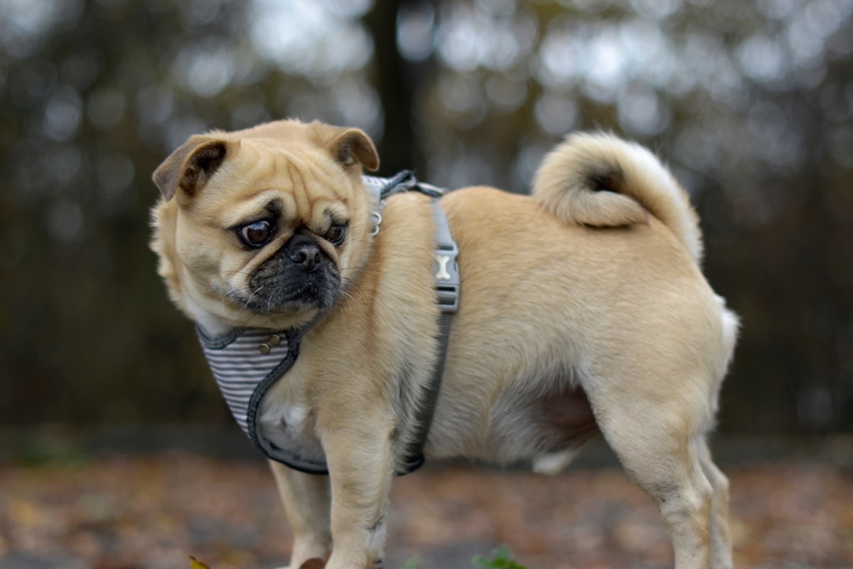 Pug Discovers He Has a Tail and Hilariously Tries to Catch It