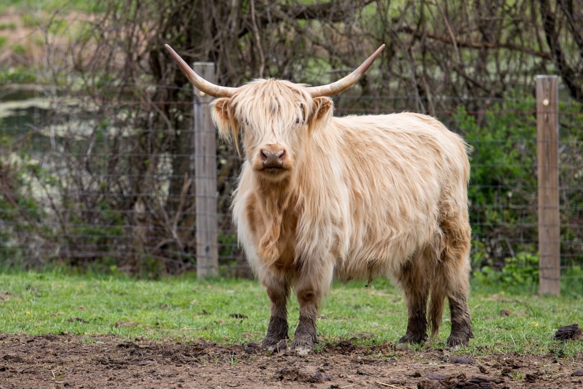 Highland Cow's Surprise Calf Leaves New Family Stunned With Joy