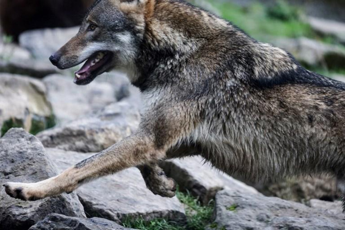 L'association Landschap remet en question la présence d'un loup entre Geel et Mol