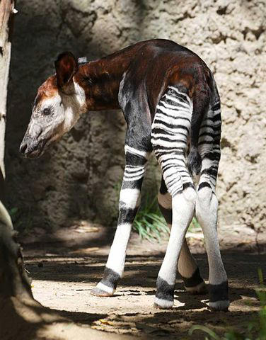 A 'Spunky' Endangered Okapi Calf Born at the San Diego Zoo: See ...