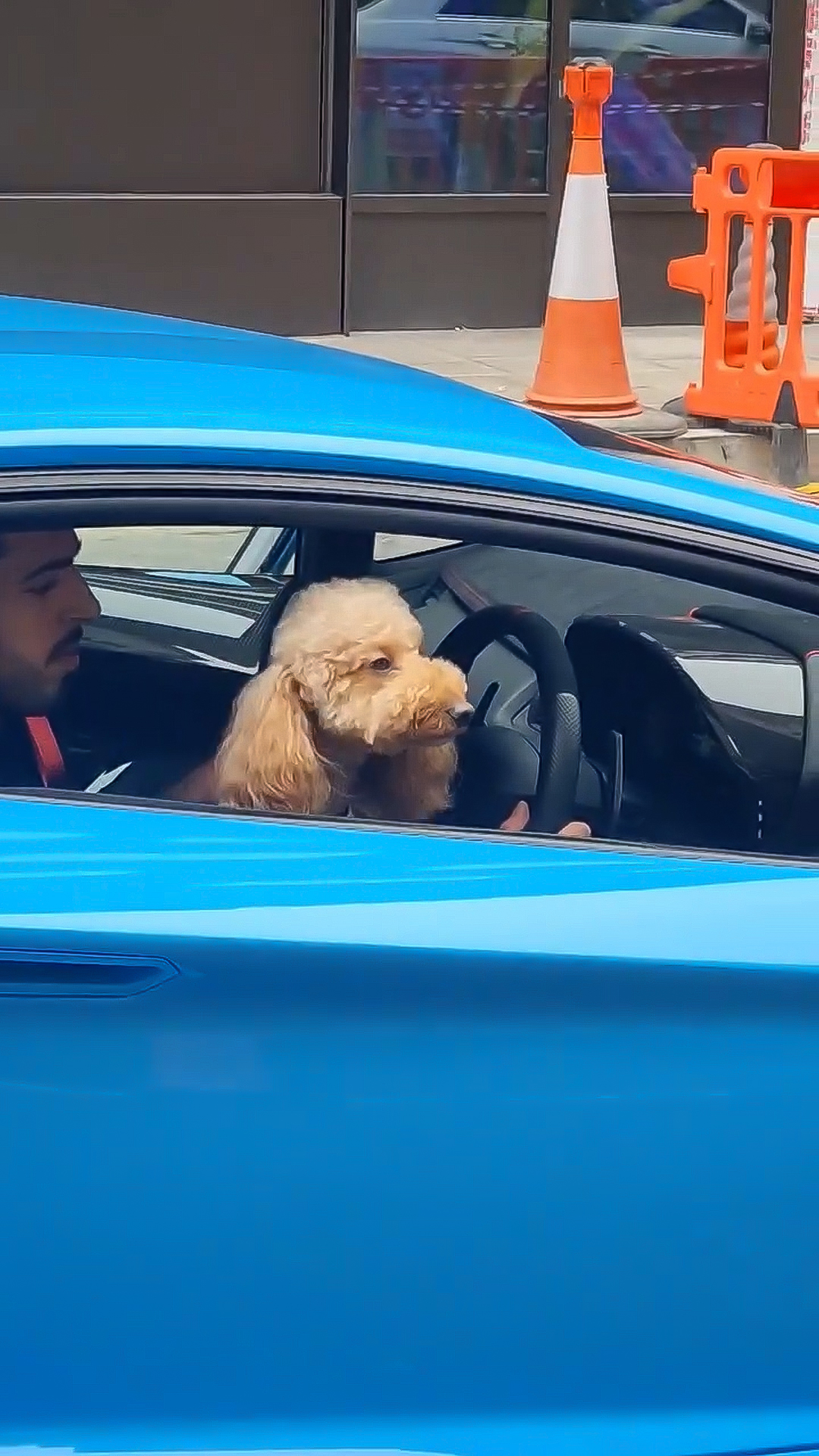 Dog Riding in a Lamborghini Supercar