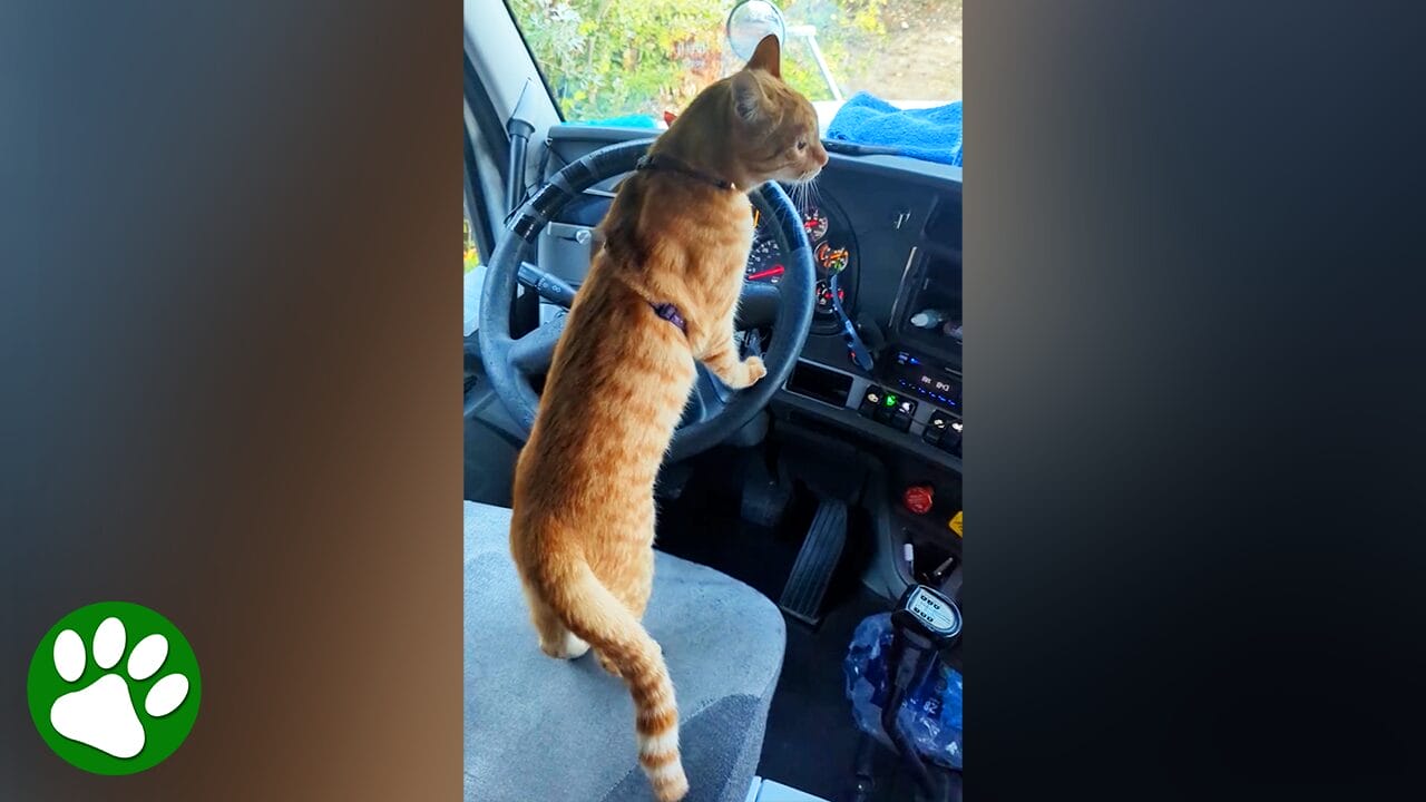 Cat rescued at a truckstop takes the wheel