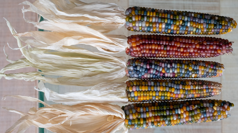 Don't Cook Multicolored Corn The Same Way As The Regular Stuff
