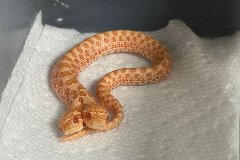 Snake with two heads hatches in rare phenomenon as both fight to 'take ...