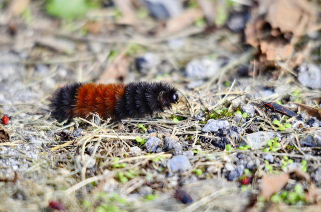 This Little-Known North Carolina Festival Predicts Winter In The ...