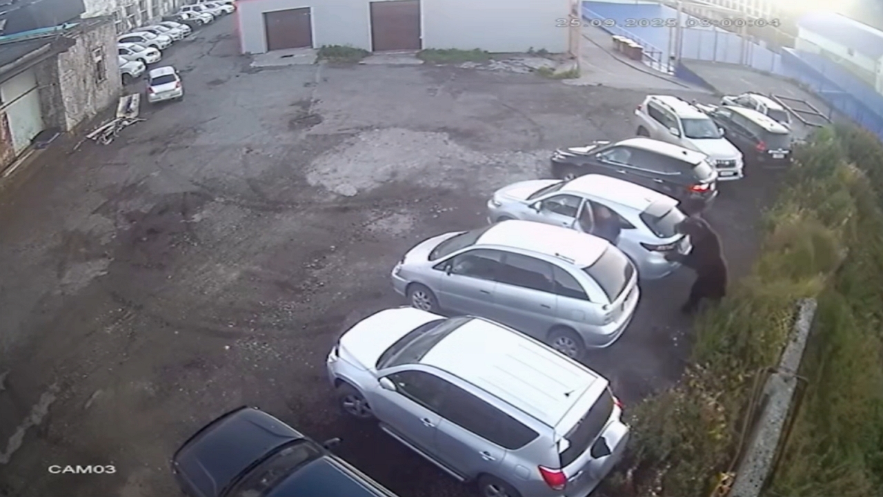 Bear attacks man caught on security camera in Kamchatka, Russia