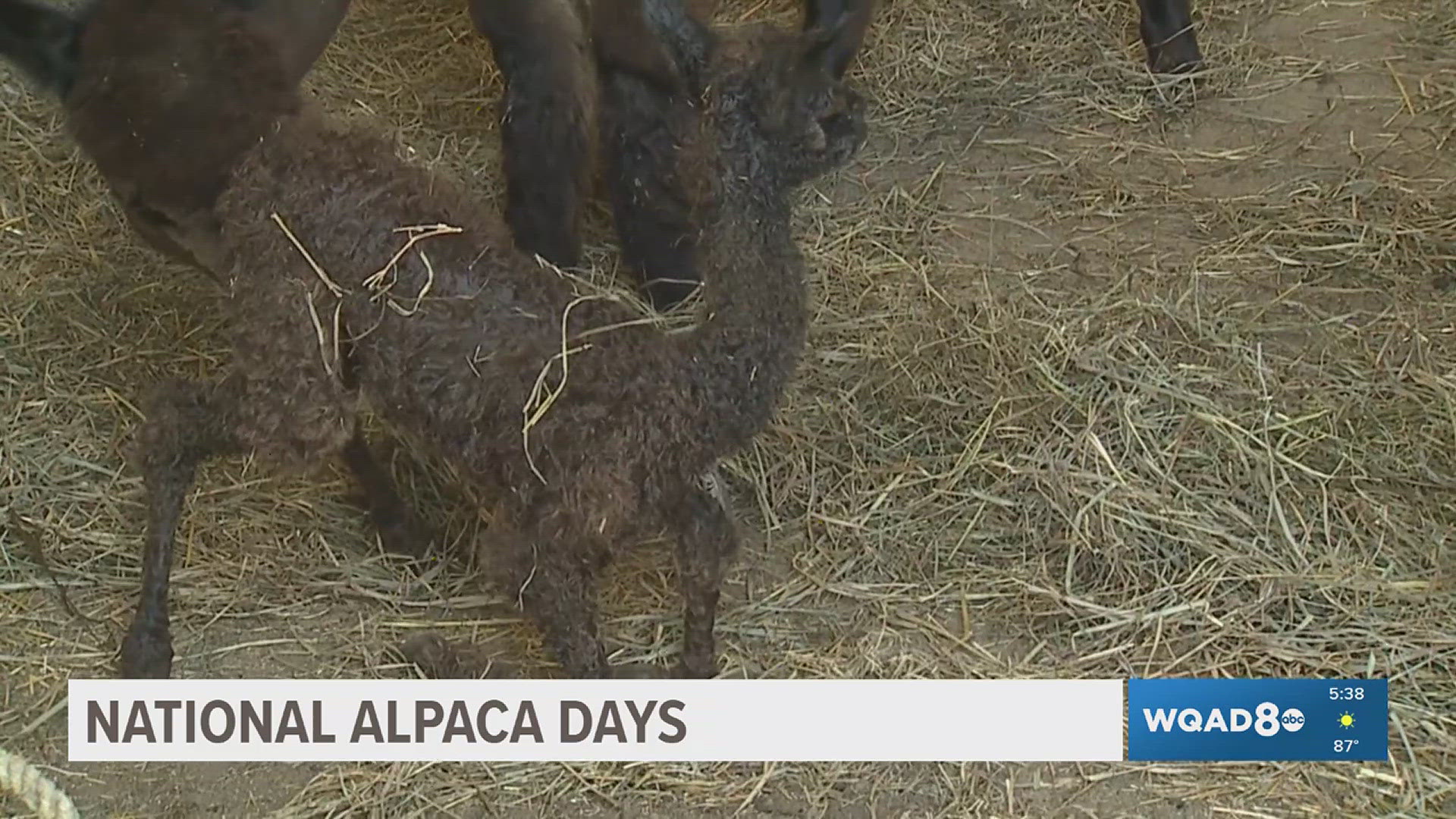 Eldridge farm welcomes community for National Alpaca Farm Days